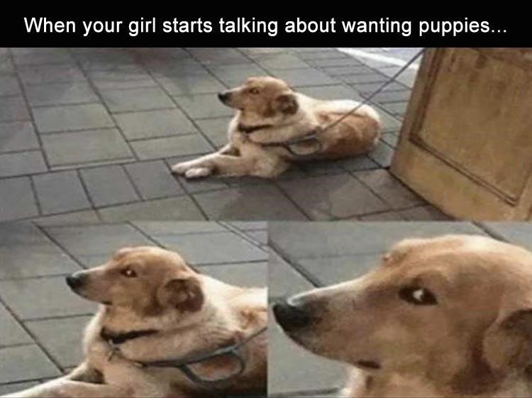 Puppies?! - I Can Has Cheezburger?