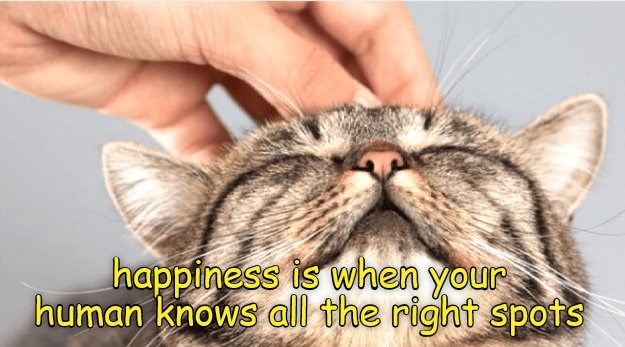 Happiness is - Lolcats - lol | cat memes | funny cats | funny cat ...