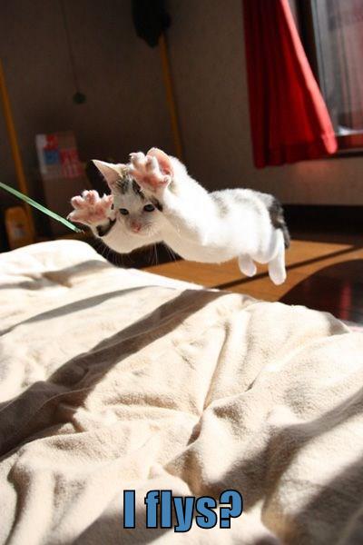 I flys? - Lolcats - lol | cat memes | funny cats | funny cat pictures ...