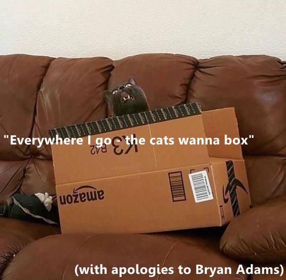 "Everywhere I go - the cats wanna box" (with apologies to Bryan Adams ...