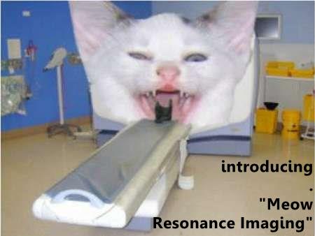 Introducing "Meow Resonance Imaging" - Lolcats - lol | cat memes ...