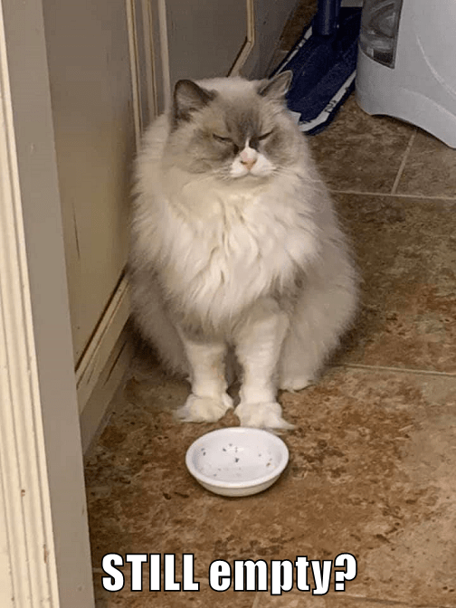 STILL empty? - Lolcats - lol | cat memes | funny cats | funny cat ...