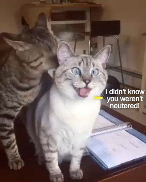 Frisson - Lolcats - lol | cat memes | funny cats | funny cat pictures ...