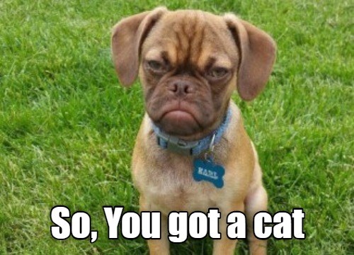 As If I Wasn't Enough? - I Has A Hotdog - Dog Pictures - Funny pictures ...