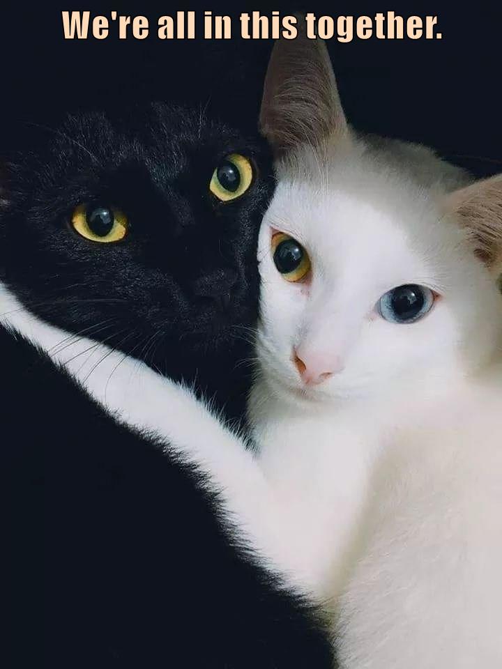 We're all in this together. - Lolcats - lol | cat memes | funny cats ...