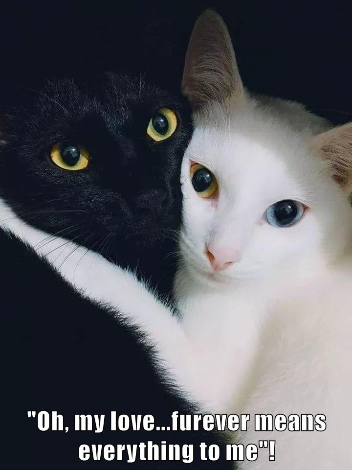 Oh, my love... - Lolcats - lol | cat memes | funny cats | funny cat ...