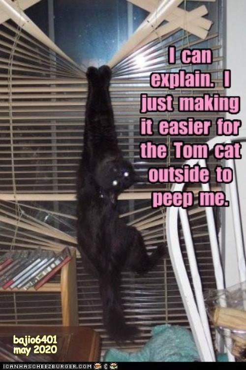 I CAN EXPLAIN - Lolcats - lol | cat memes | funny cats | funny cat ...