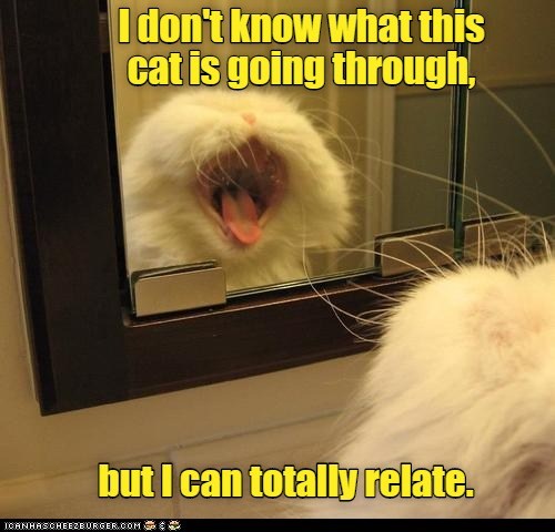 I feel your pain. - Lolcats - lol | cat memes | funny cats | funny cat ...
