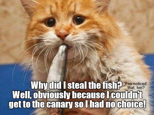 Why did I steal the fish? You noticed that, hm? - Lolcats - lol | cat ...