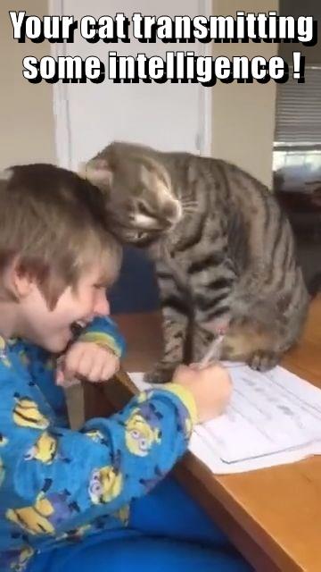 Transmitting some intelligence ! - Lolcats - lol | cat memes | funny ...