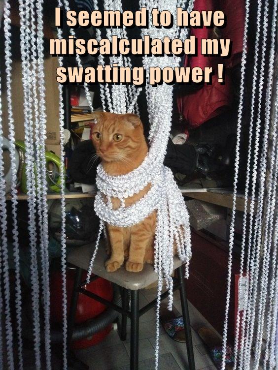 Swatting power ! - Lolcats - lol | cat memes | funny cats | funny cat ...