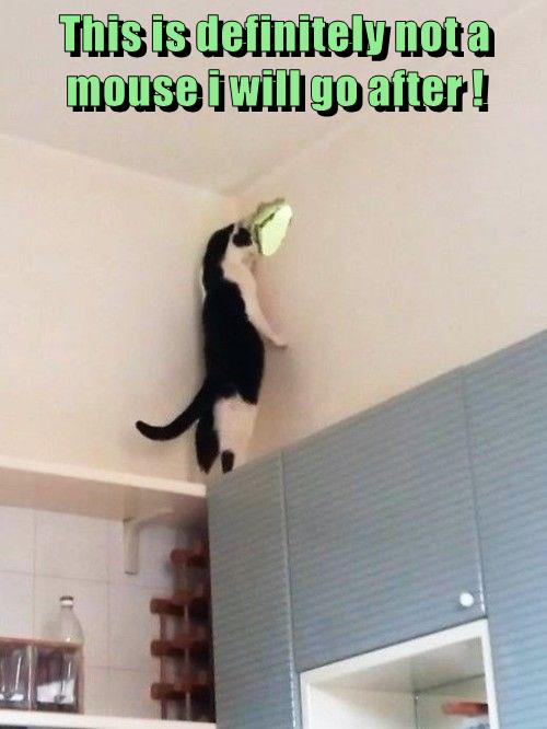 This is definitely not a mouse i will go after ! - Lolcats - lol | cat ...