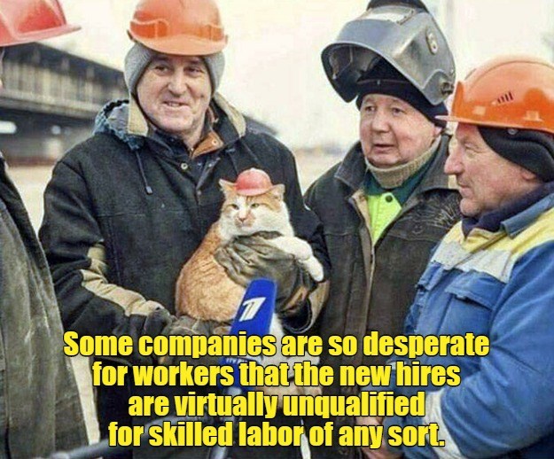 He must have lied on his resume - Lolcats - lol | cat memes | funny ...