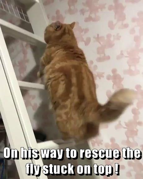 On his way to rescue the fly stuck on top ! - Lolcats - lol | cat memes ...
