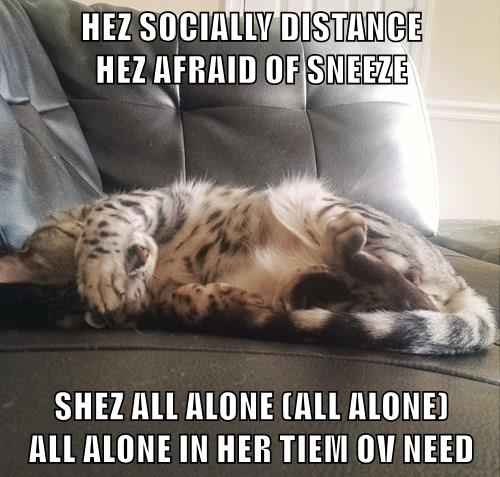 HEZ SOCIALLY DISTANCE HEZ AFRAID OF SNEEZE SHEZ ALL ALONE (ALL ALONE ...