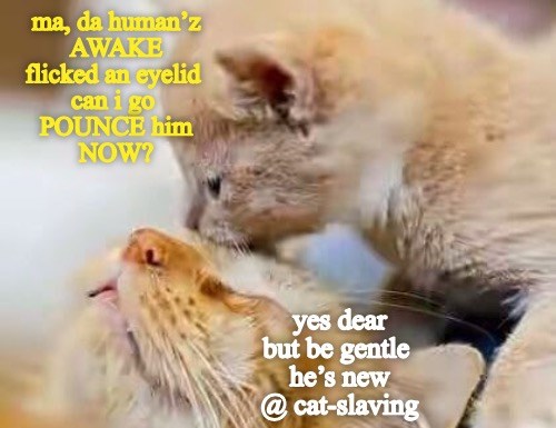 Fast learner - Lolcats - lol | cat memes | funny cats | funny cat ...