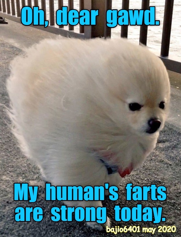 I'D RATHER HE WALK BEHIND ME - I Has A Hotdog - Dog Pictures - Funny ...