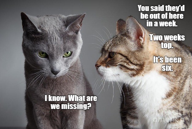 Lolcats - lol | cat memes | funny cats | funny cat pictures with words ...
