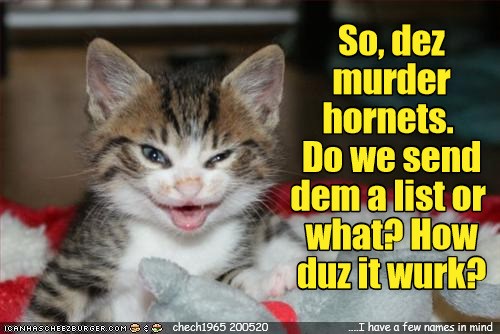 Perhaps an email - Lolcats - lol | cat memes | funny cats | funny cat ...