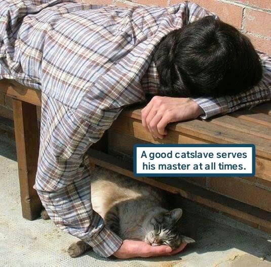 Even in his sleep - Lolcats - lol | cat memes | funny cats | funny cat ...