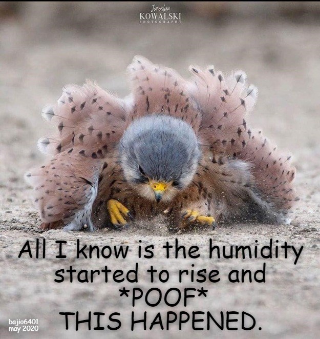 THE DANGER OF HUMIDITY - Animal Comedy - Animal Comedy, funny animals ...