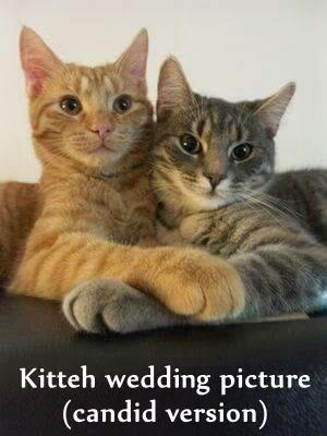 Kitteh wedding picture (candid version) - Lolcats - lol | cat memes ...
