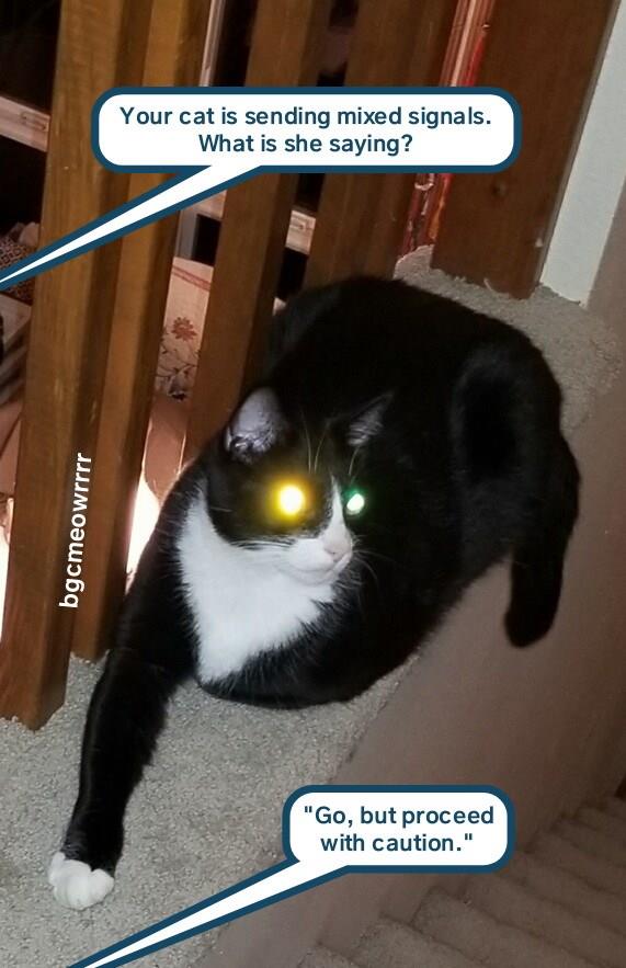 Semaphore kitteh - Lolcats - lol | cat memes | funny cats | funny cat ...