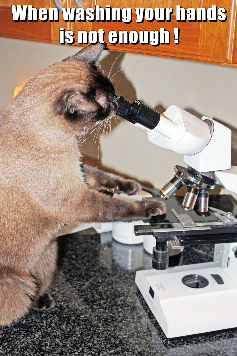 When washing your hands is not enough - Lolcats - lol | cat memes ...