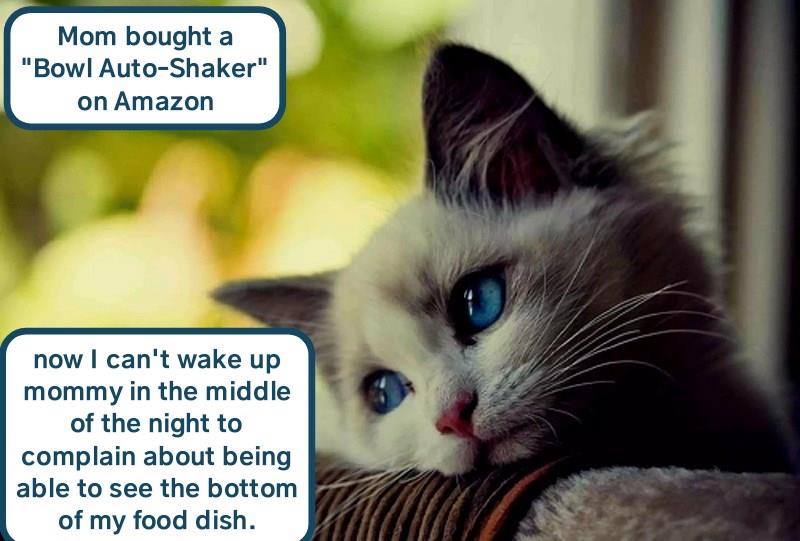 First World cat problems - Lolcats - lol | cat memes | funny cats | funny cat pictures with ...