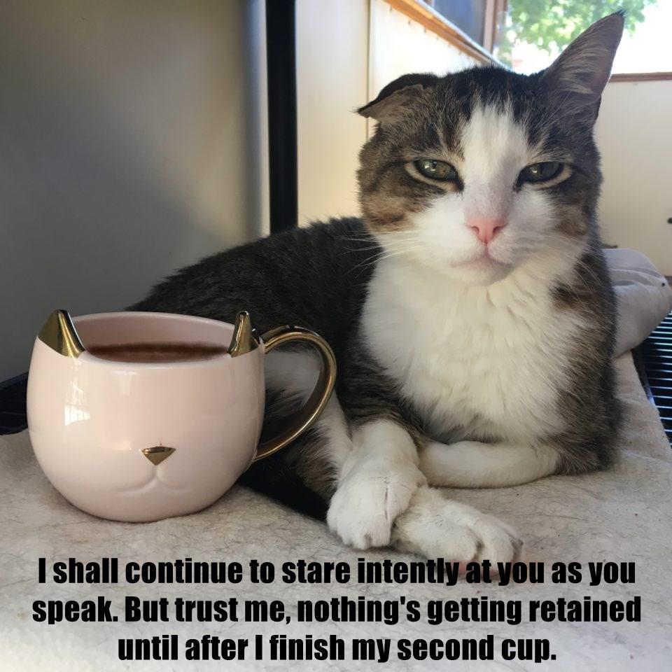 I shall continue - Lolcats - lol | cat memes | funny cats | funny cat ...