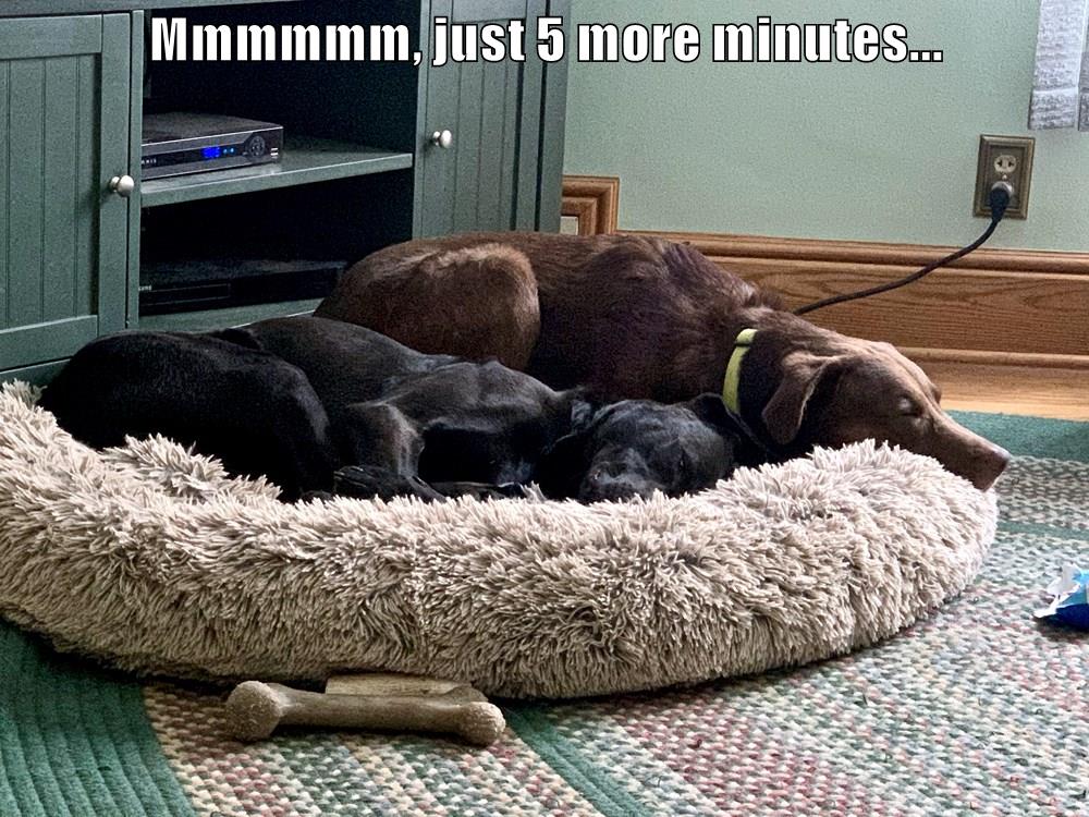 Mmmmmm, just 5 more minutes... - I Has A Hotdog - Dog Pictures - Funny ...