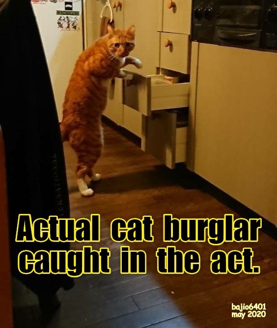 HUMAN BURGLARS ARE JUST COPY CATS - Lolcats - lol | cat memes | funny ...