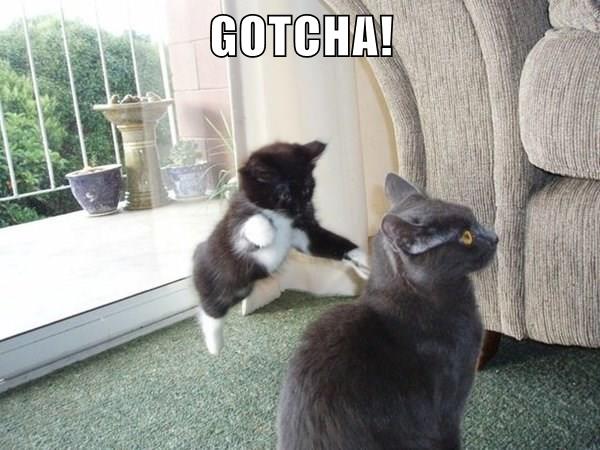 GOTCHA! - Lolcats - lol | cat memes | funny cats | funny cat pictures ...