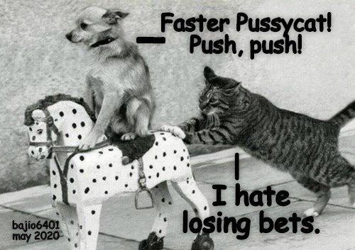 DON'T BET IF YOU CAN'T WIN - Lolcats - lol | cat memes | funny cats ...