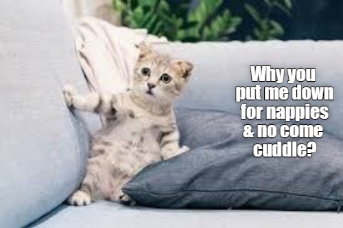 I know my rights! - Lolcats - lol | cat memes | funny cats | funny cat ...