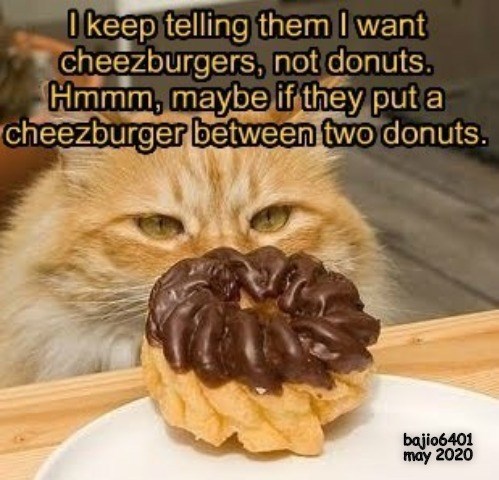 THEY GOT A KRISPY KREME FOR THAT - Lolcats - lol | cat memes | funny ...