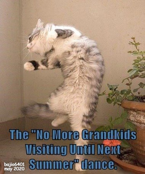 BACK TO NORMAL - Lolcats - lol | cat memes | funny cats | funny cat ...