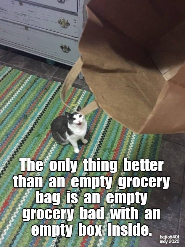 EITHER WAY, IT'S A WIN - Lolcats - lol | cat memes | funny cats | funny ...