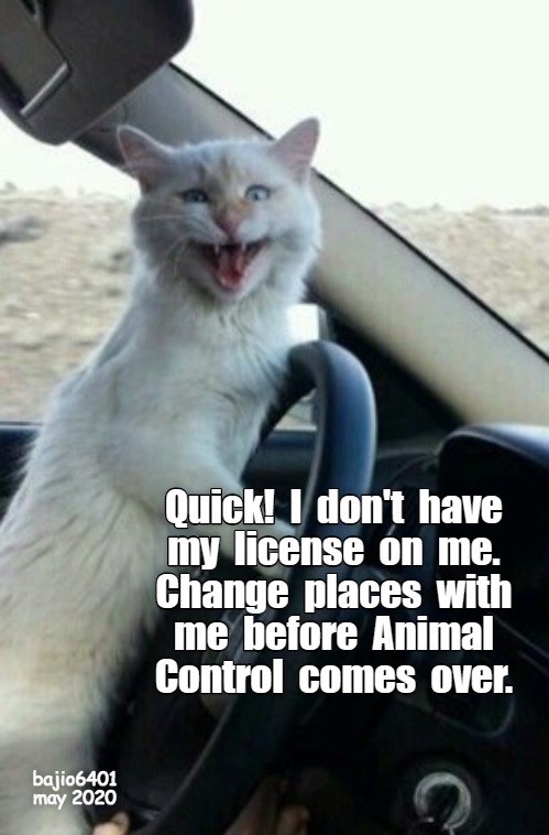 WHEN YOU GET PULLED OVER - Lolcats - lol | cat memes | funny cats ...
