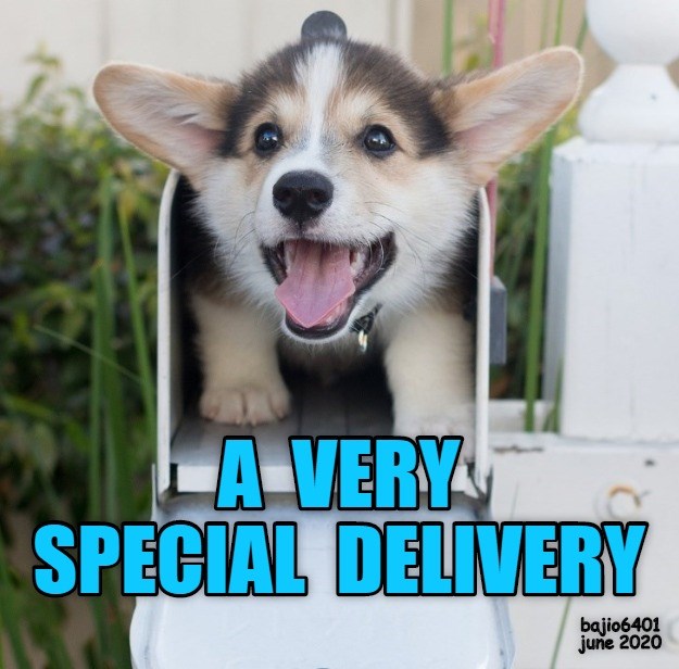 THE BEST MAIL EVER - I Has A Hotdog - Dog Pictures - Funny pictures of ...