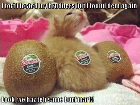 Brothers in arms - Lolcats - lol | cat memes | funny cats | funny cat ...