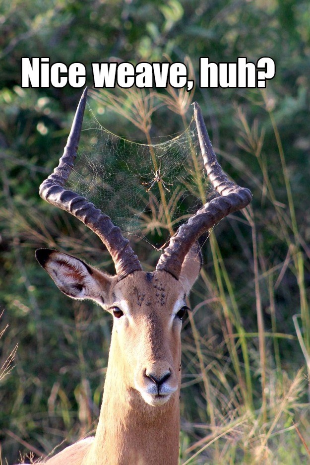 Jelly, huh? - Animal Comedy - Animal Comedy, funny animals, animal gifs