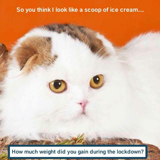 You look delicious - Lolcats - lol | cat memes | funny cats | funny cat ...