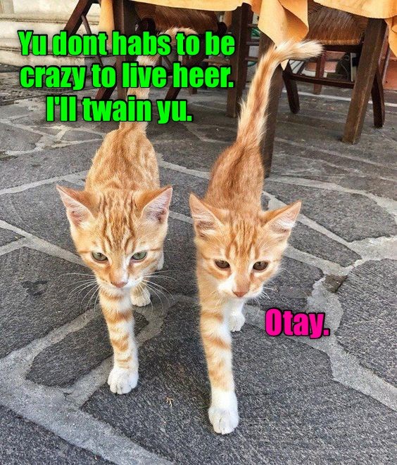 Fitting in will be easy. - Lolcats - lol | cat memes | funny cats ...