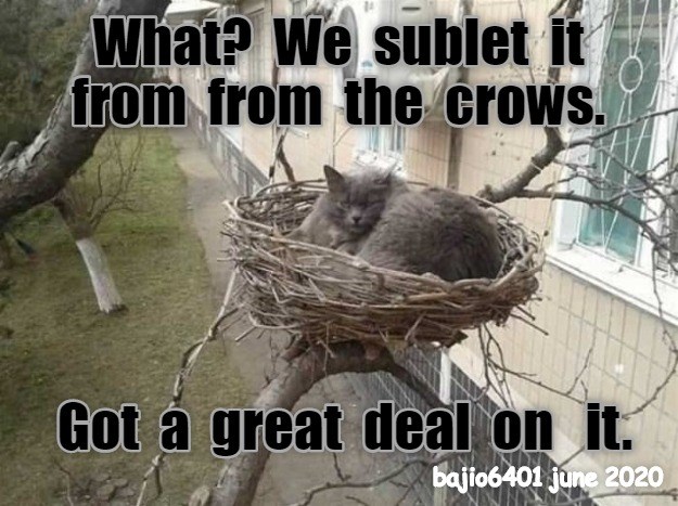 IT'S JUST FOR THE FALL - Lolcats - lol | cat memes | funny cats | funny ...