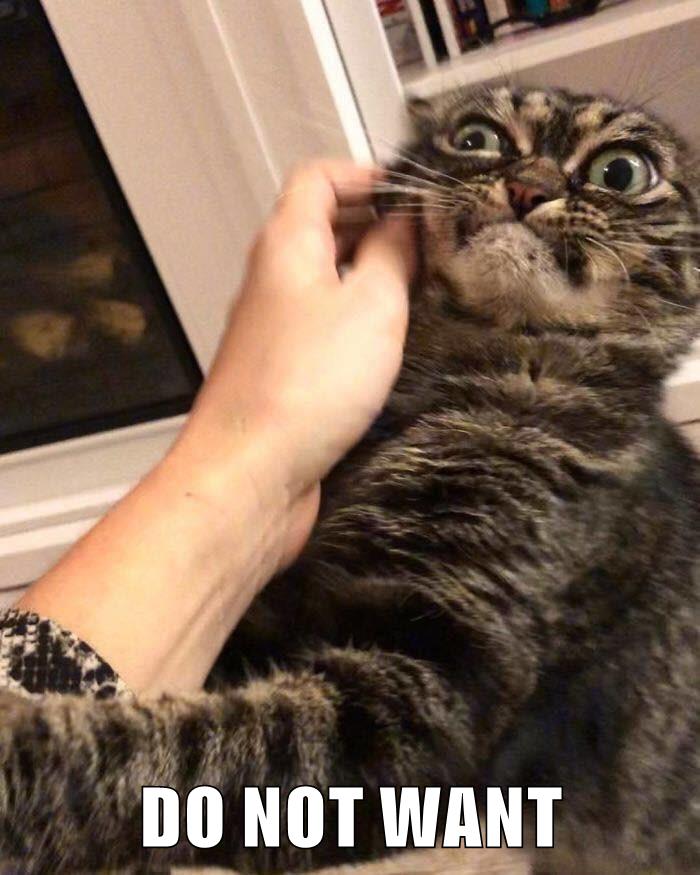 DO NOT WANT - Lolcats - lol | cat memes | funny cats | funny cat ...