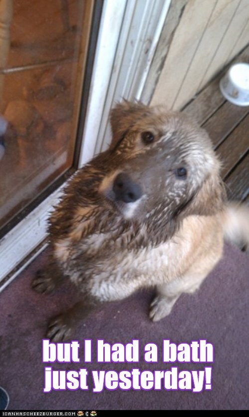 But I had a bath just yesterday! - I Has A Hotdog - Dog Pictures ...