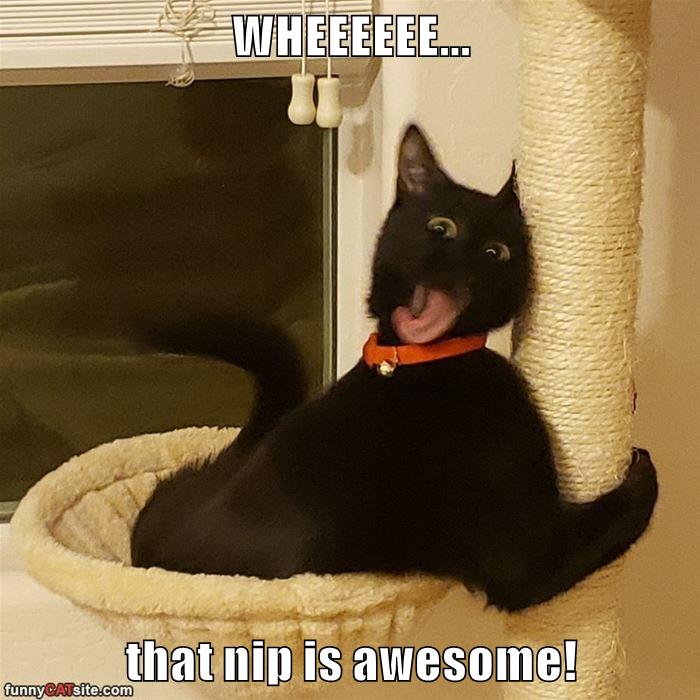 WHEEEEEE... - Lolcats - lol | cat memes | funny cats | funny cat ...