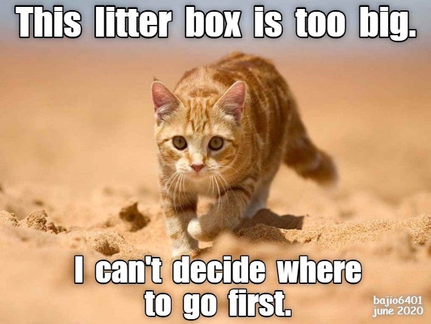 DECISIONS, DECISIONS - Lolcats - lol | cat memes | funny cats | funny ...