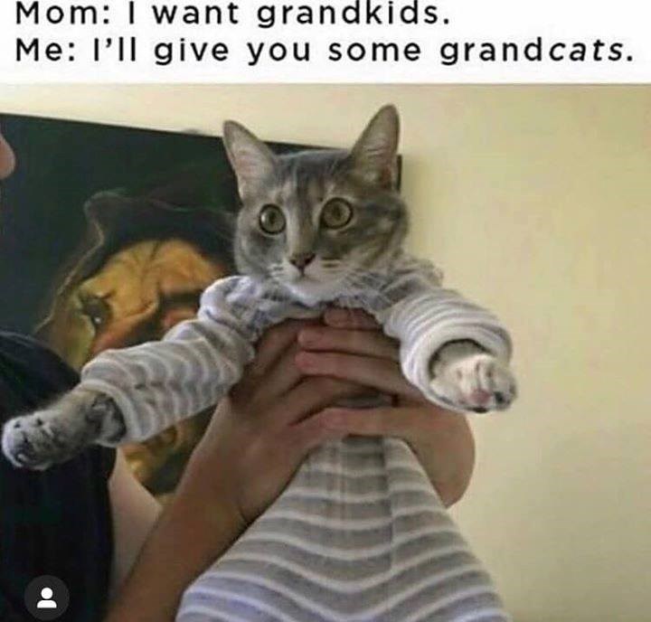 Grancats - I Can Has Cheezburger?